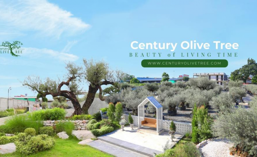 เปลี่ยน "สวยจัง" ให้เป็น "สวยจริง" กับ Century Olive Tree ผู้ให้บริการ ...